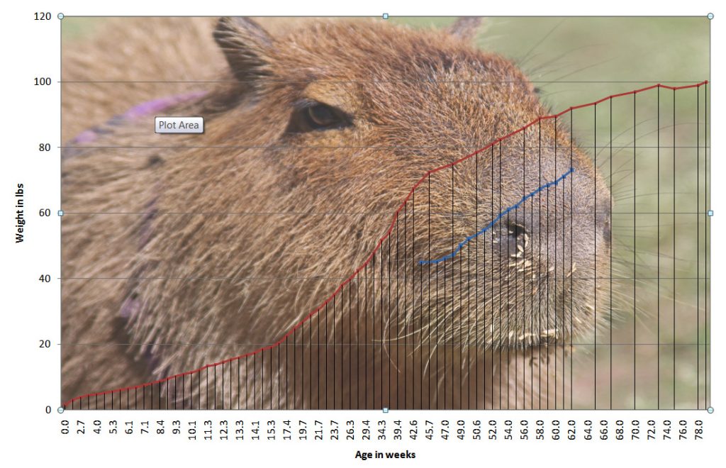 Capybara Weight Capybara Madness Capybara Weight Capybara Madness